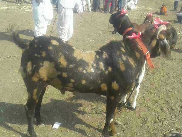 sirohi andul bakra