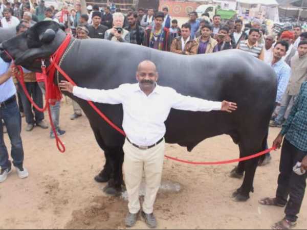 bheem bull Seman available in all India