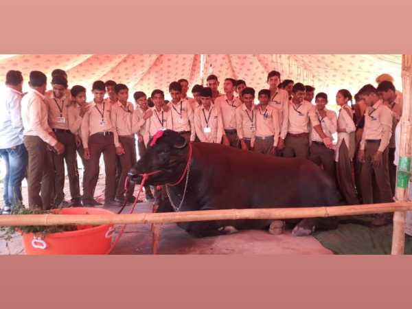 bheem bull Seman available in all India