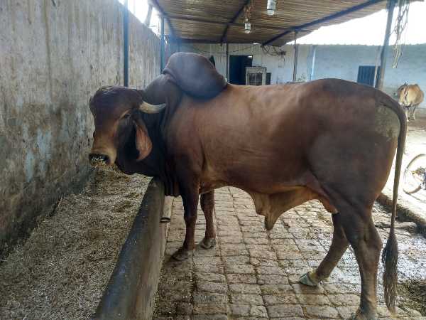 Gir Bull for sale