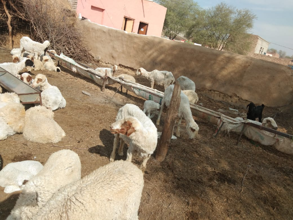 Sheep marwadi