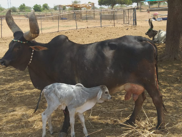 Pure Breed Kankrej Cow with 18 ltr Per Day Milking