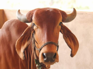 Pure Gujrati Gir cow is for sale