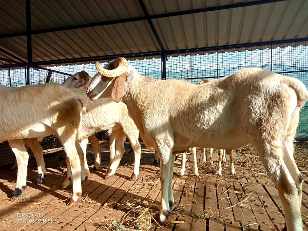 Bakrid Qurbani Amingad Elaga Sheeps - Sumukha Sheep Farm